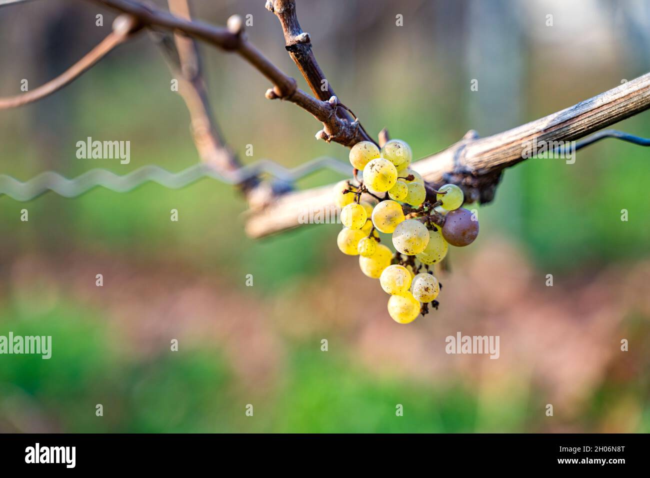 Green grape berry of white grapes on vine with blurred background on ...