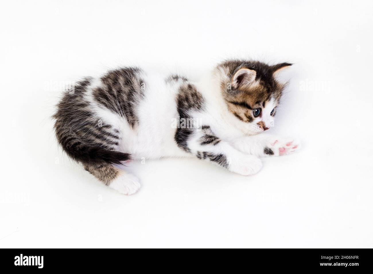 About one month Cut Out Stock Images & Pictures - Alamy