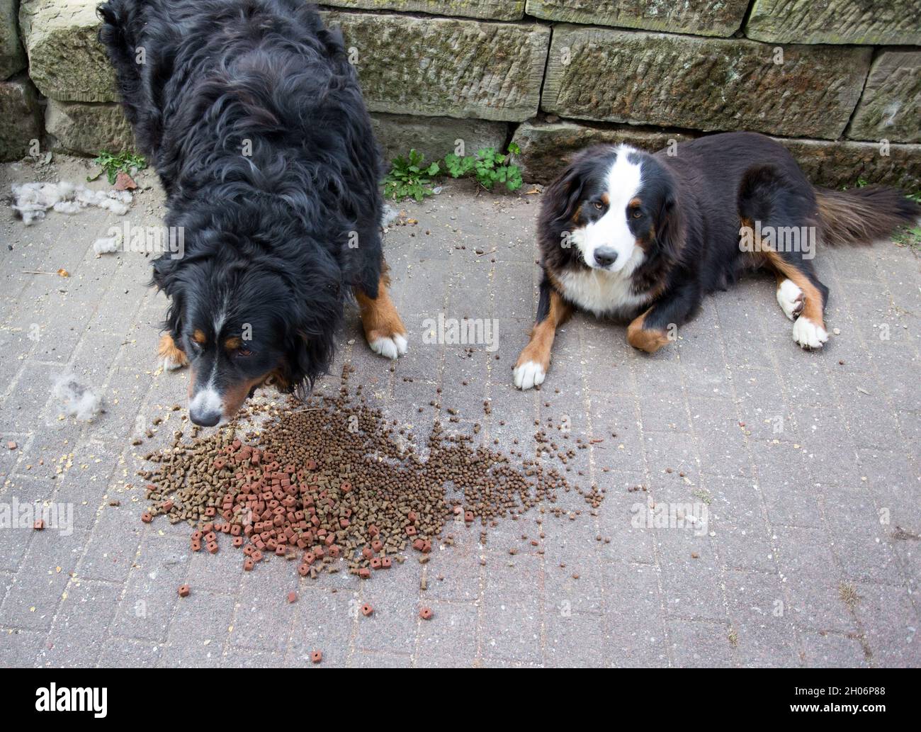 Two bernese mountain dogs eating granules from brick patio in courtyard ...