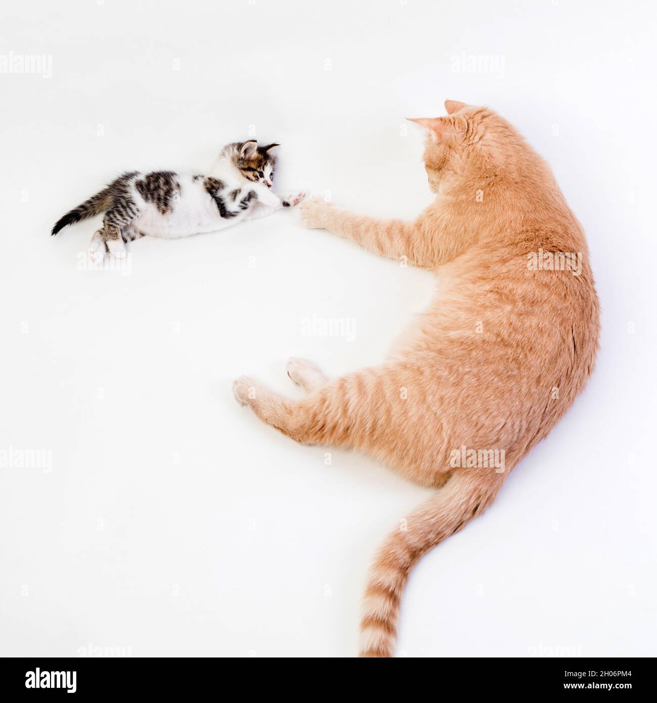 Big ginger cat hi-res stock photography and images - Alamy