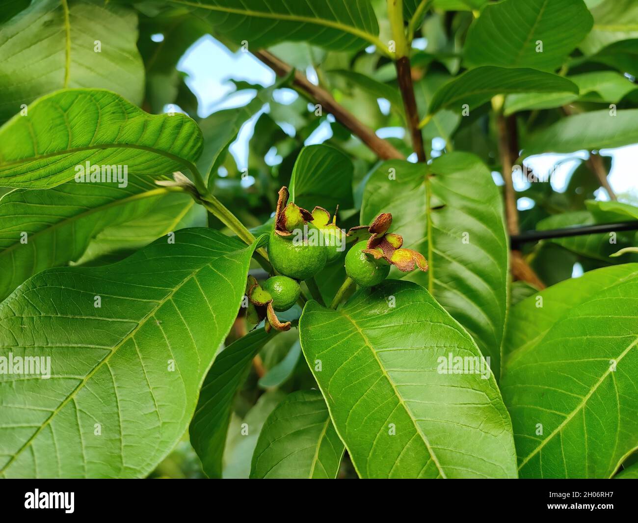 Closeup shot of a guava tree with raw guava fruit Stock Photo - Alamy
