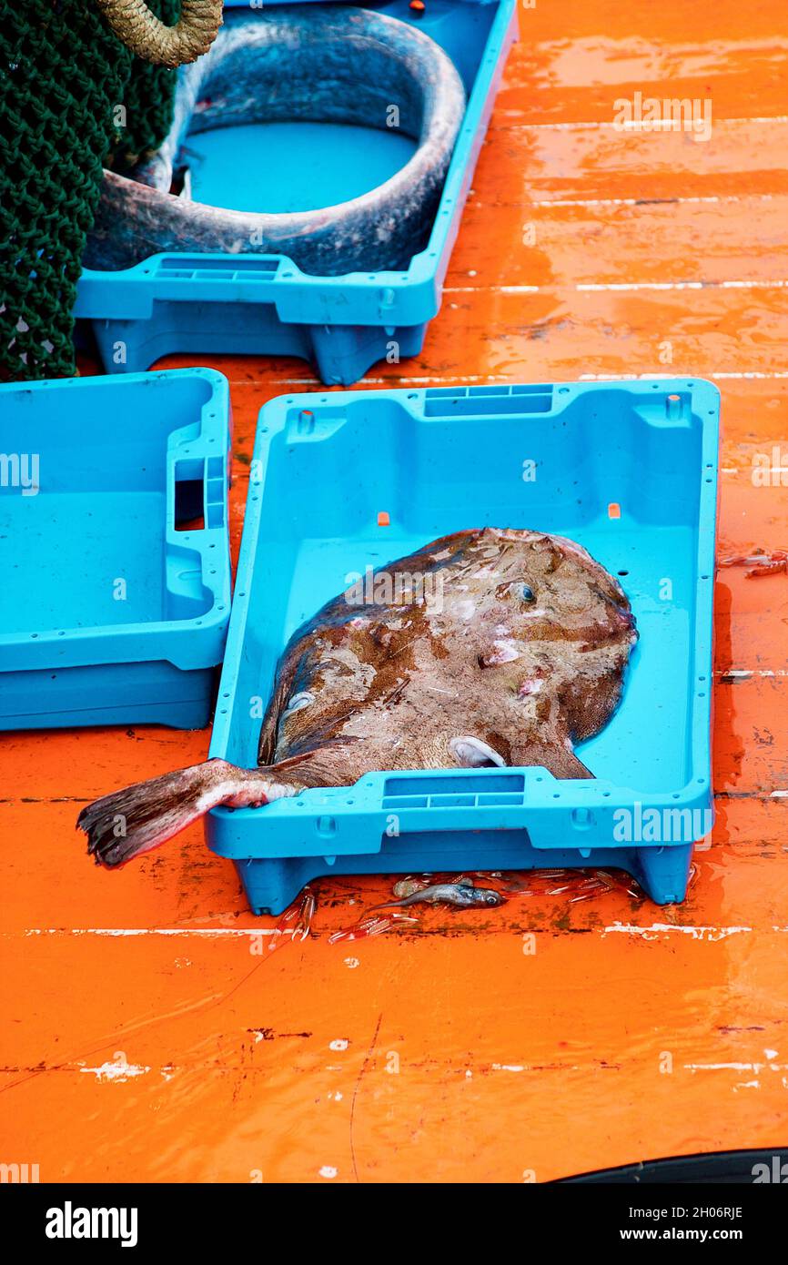 fish fresh from the sea on a boat Stock Photo - Alamy