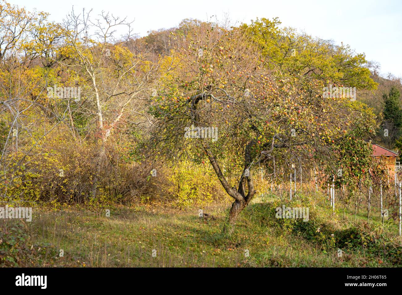 Apple tree with yellow-orange leaves and ripe apples in rustic country ...