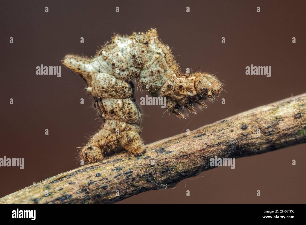 Lilac Beauty moth caterpillar (Apeira syringaria) crawling on twig ...