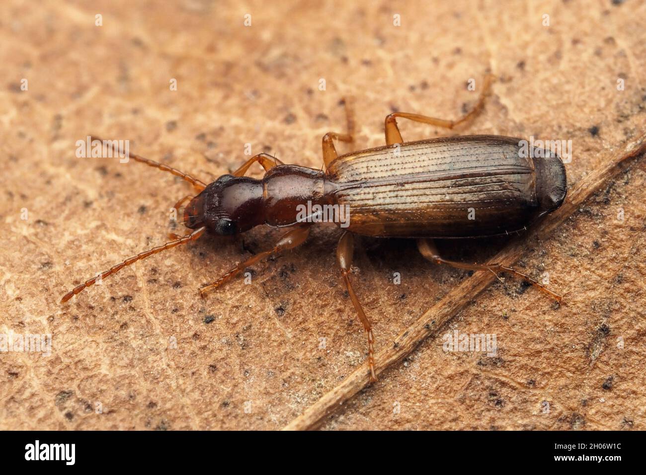 Paradromius linearis ground beetle crawling on leaf. Tipperary, Ireland ...