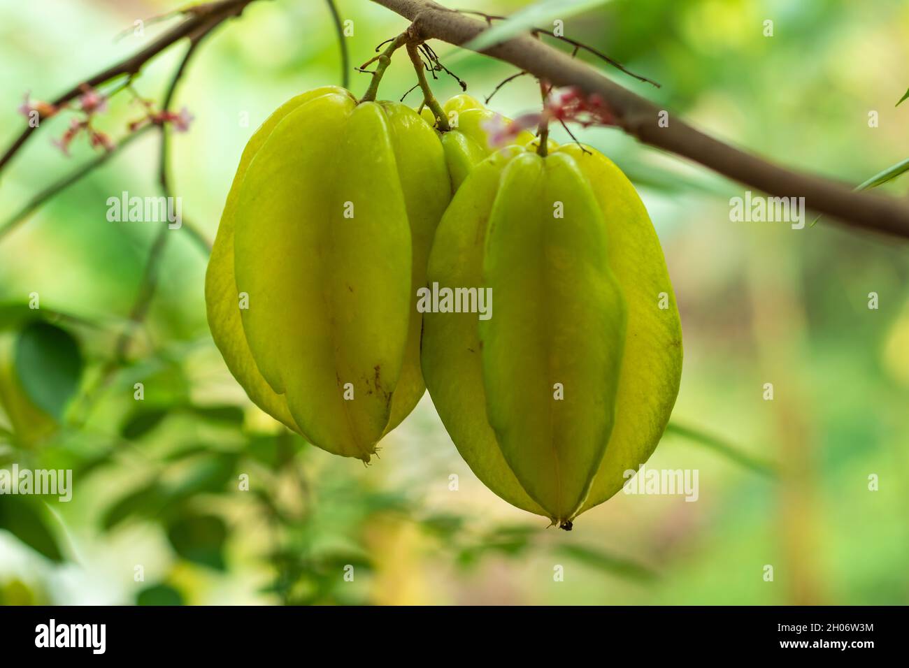 Carambola or star fruit is one of the most sought after fruits due to ...