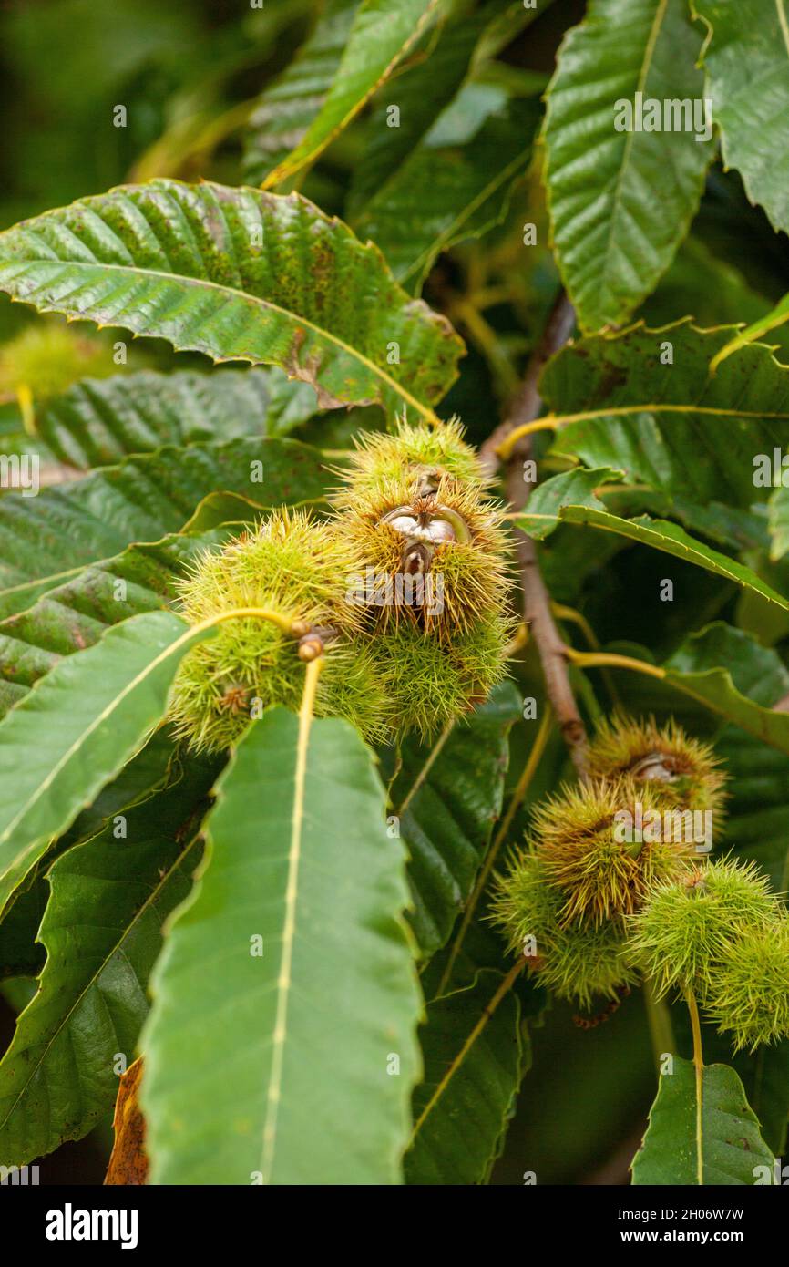 Edible chestnut tree hi-res stock photography and images - Alamy