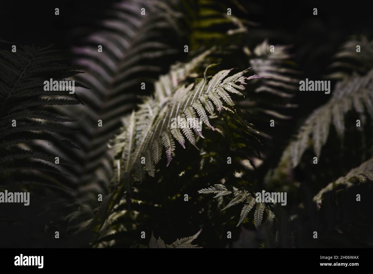 Close-up shot of fern leaves on a dark night Stock Photo - Alamy