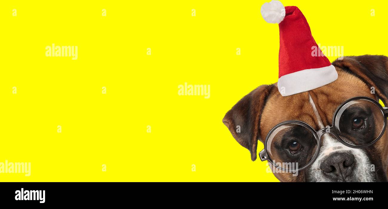 landscape of a boxer dog hiding his face from camera and wearing a ...