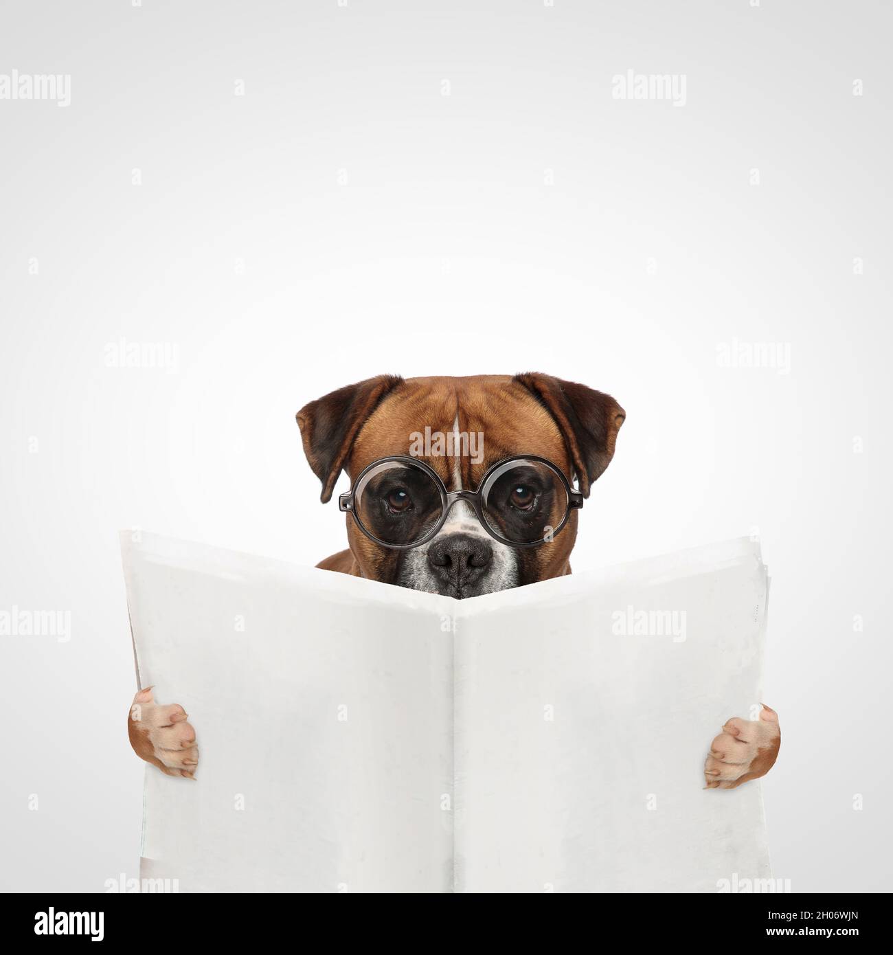 landscape of a cute boxer dog reading the newspaper and wearing ...