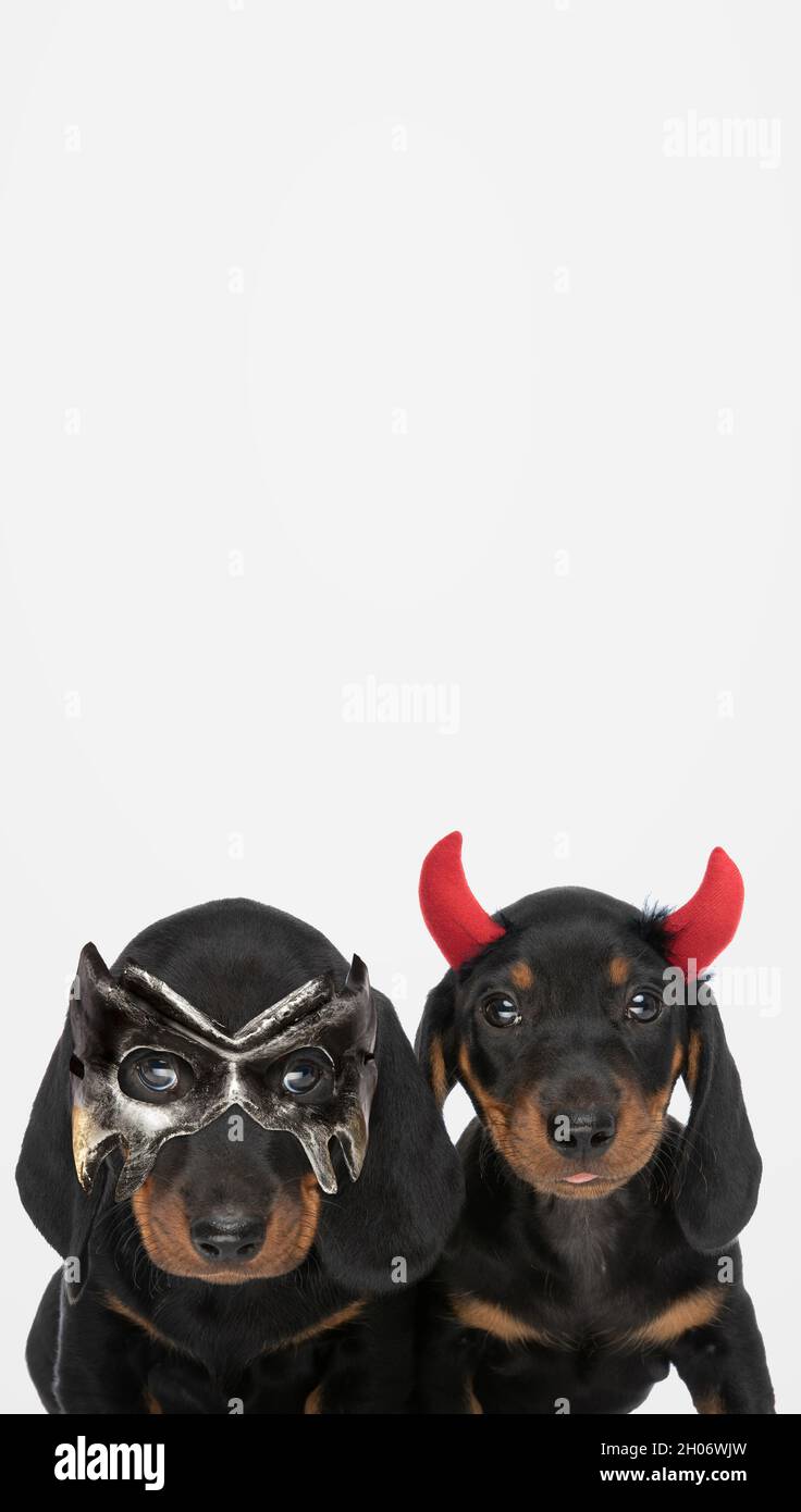 portrait of two teckel dogs wearing devil horns and a mask against gray ...