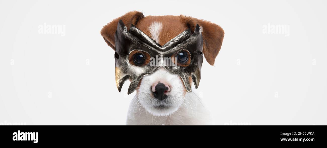 landscape of a cute jack russell terrier dog wearing a mask and looking ...