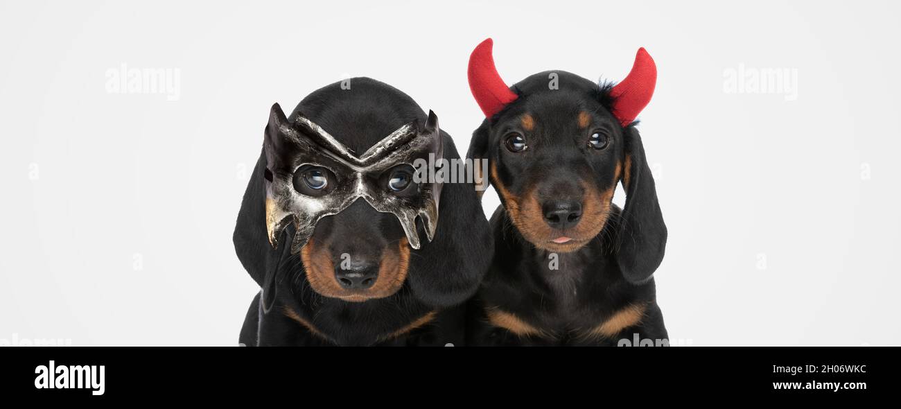 landscape of two teckel dogs wearing devil horns and a mask and ...