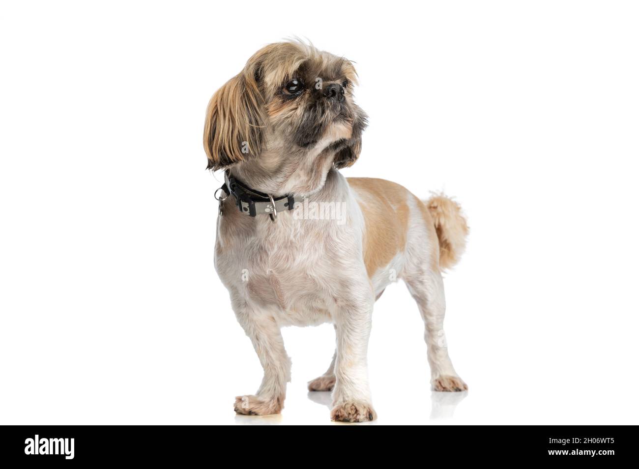 little shih tzu dog wearing collar and looking up and side while ...