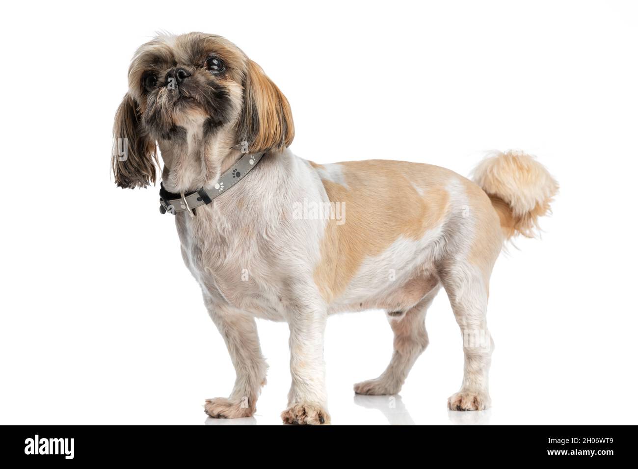side view of curious small shih tzu puppy with collar looking up and ...