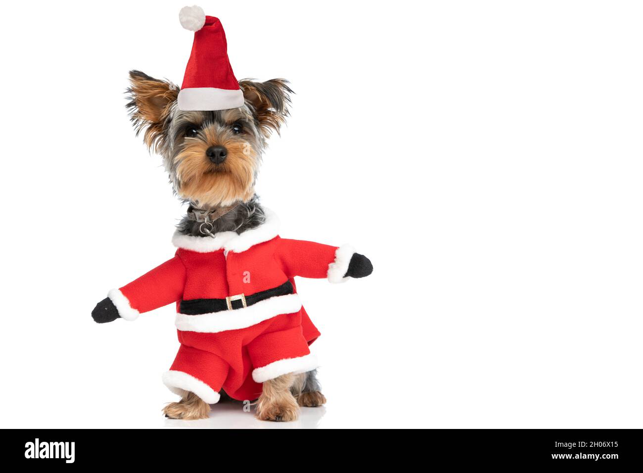 adorable picture of yorkshire terrier dog wearing santa claus costume ...