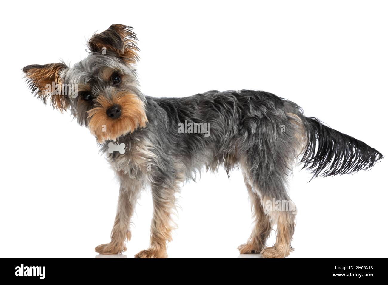 side view of curious little yorkshire terrier wearing collar and ...