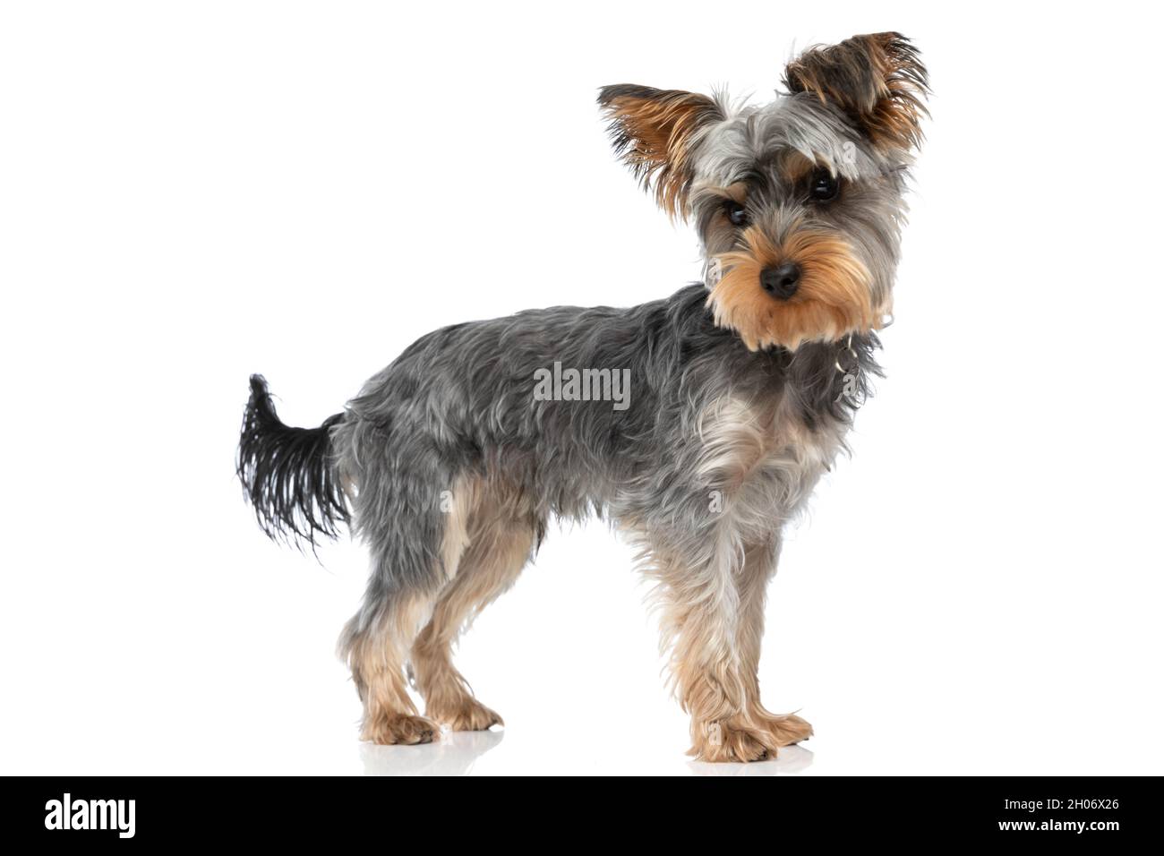 side view of cute little yorkie pup looking to side and standing ...