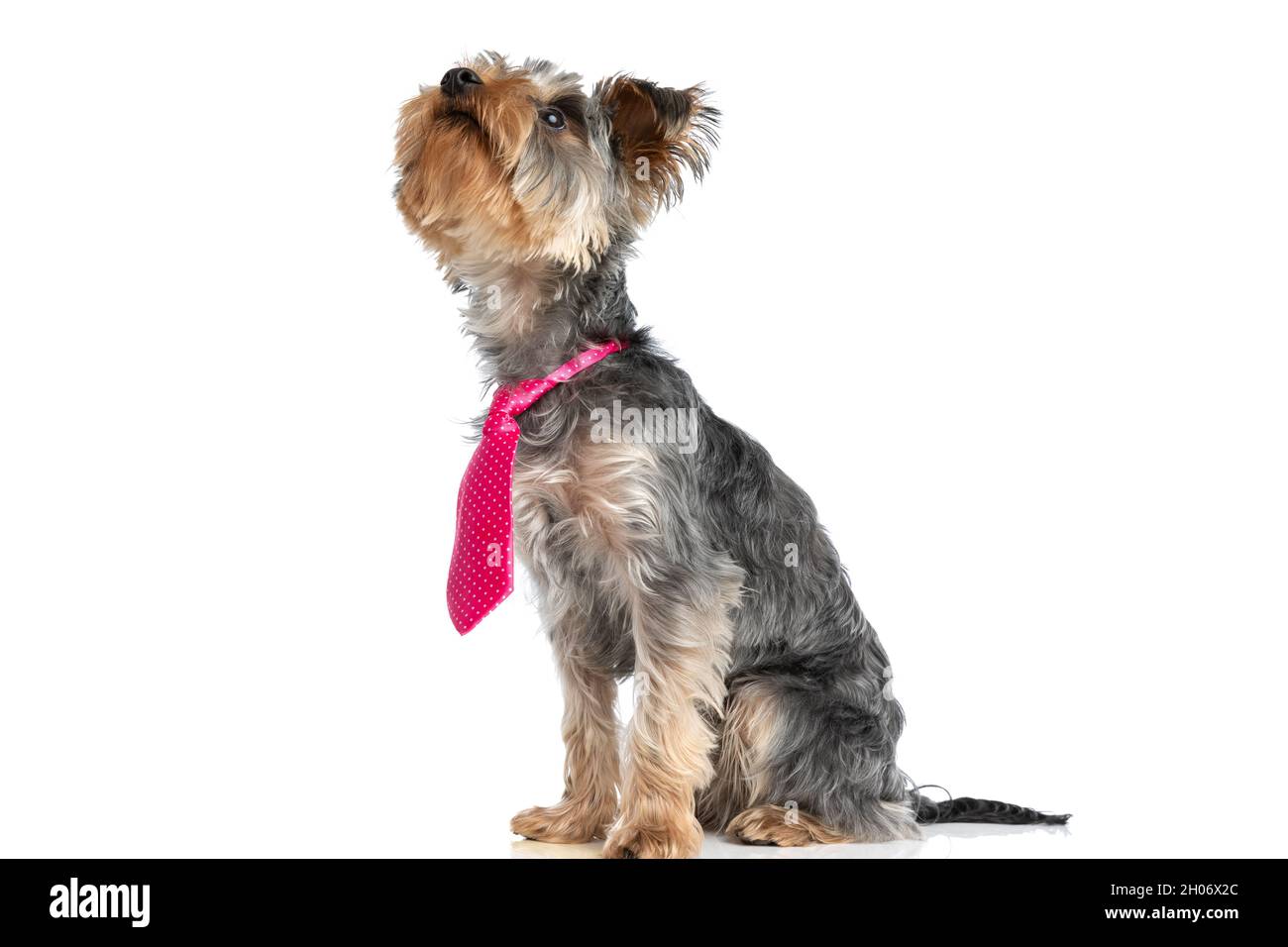 side view of curious yorkshire terrier puppy with pink tie looking up ...