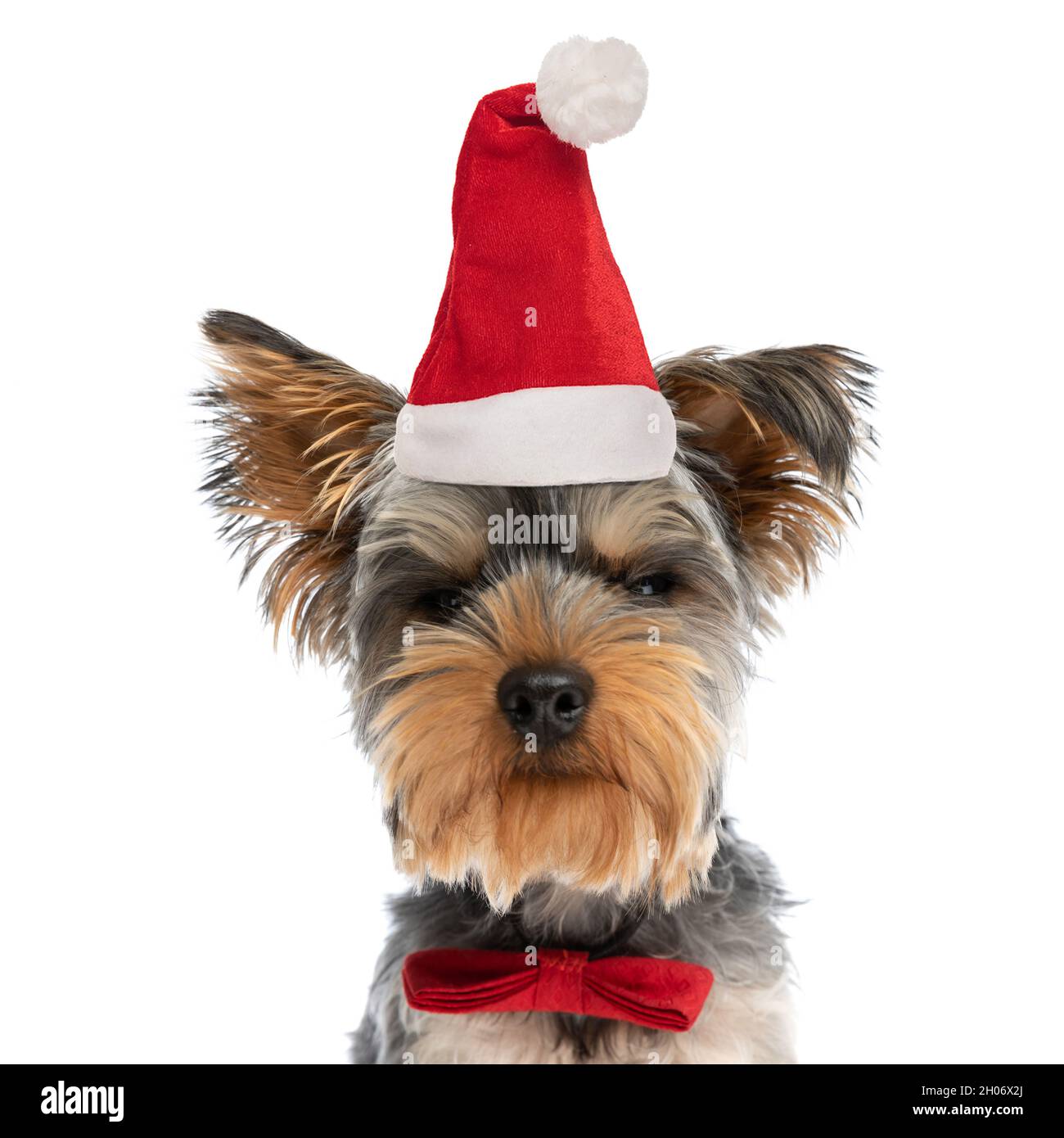 Santa's little helper hi-res stock photography and images - Alamy