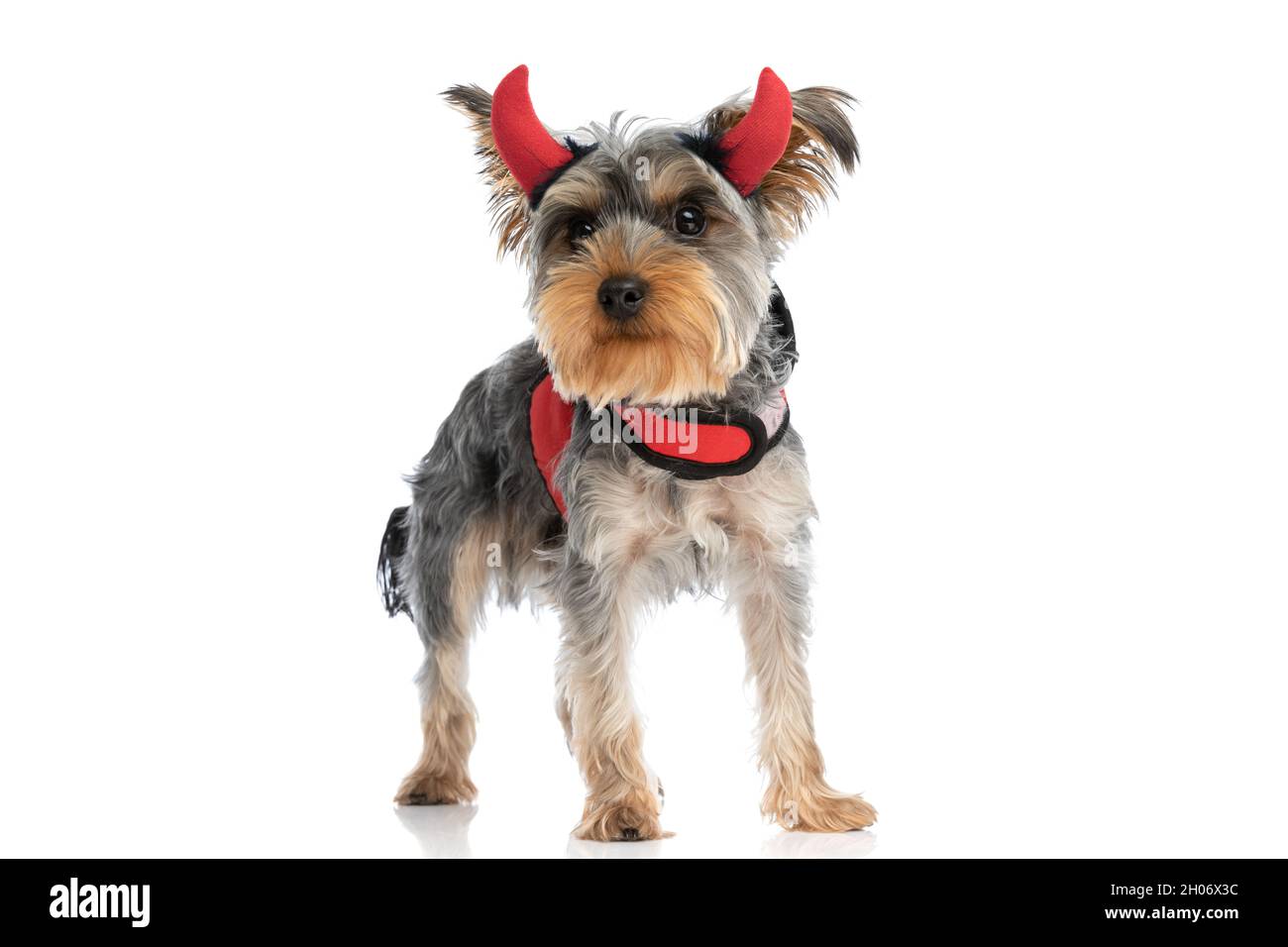 cute little yorkshire terrier dog wearing devil horns and red jacket ...