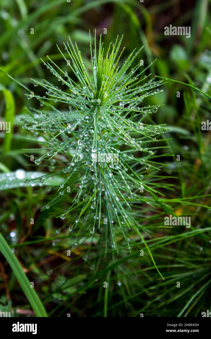 Pine sapling hi-res stock photography and images - Alamy