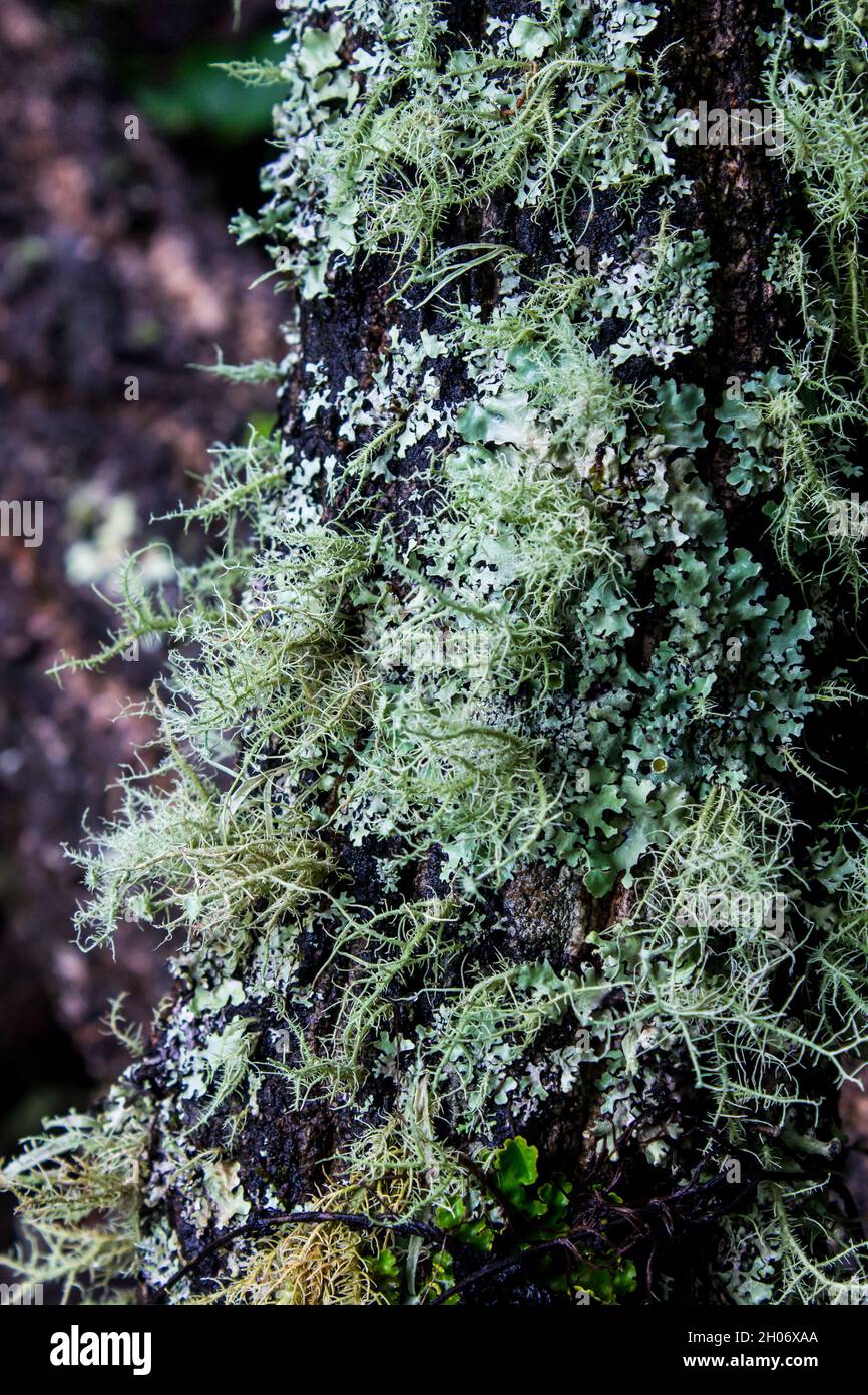 Close up view of a grayish green lichen, known locally as old man’s ...