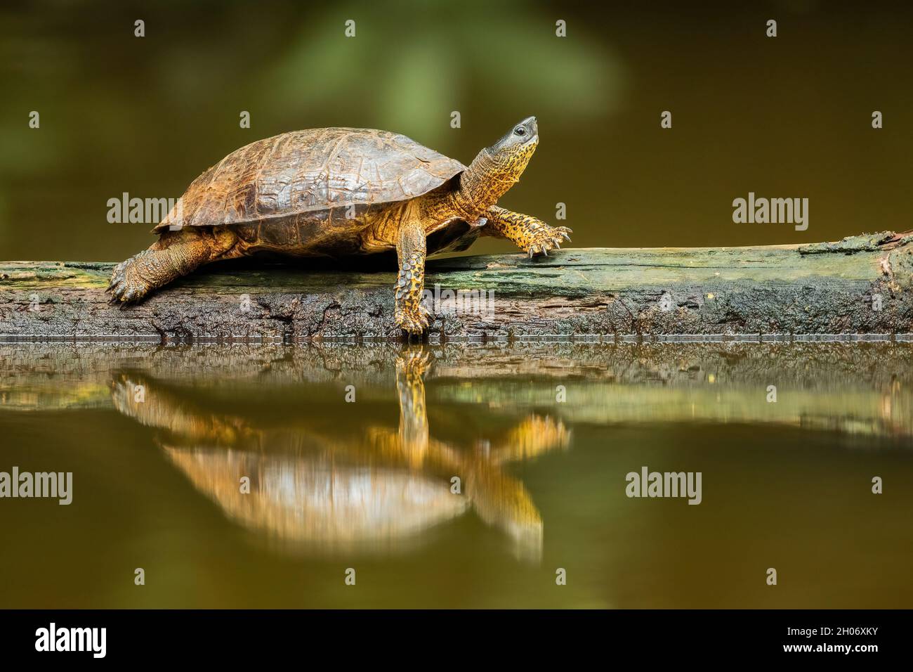 Turtle dove shell hi-res stock photography and images - Alamy