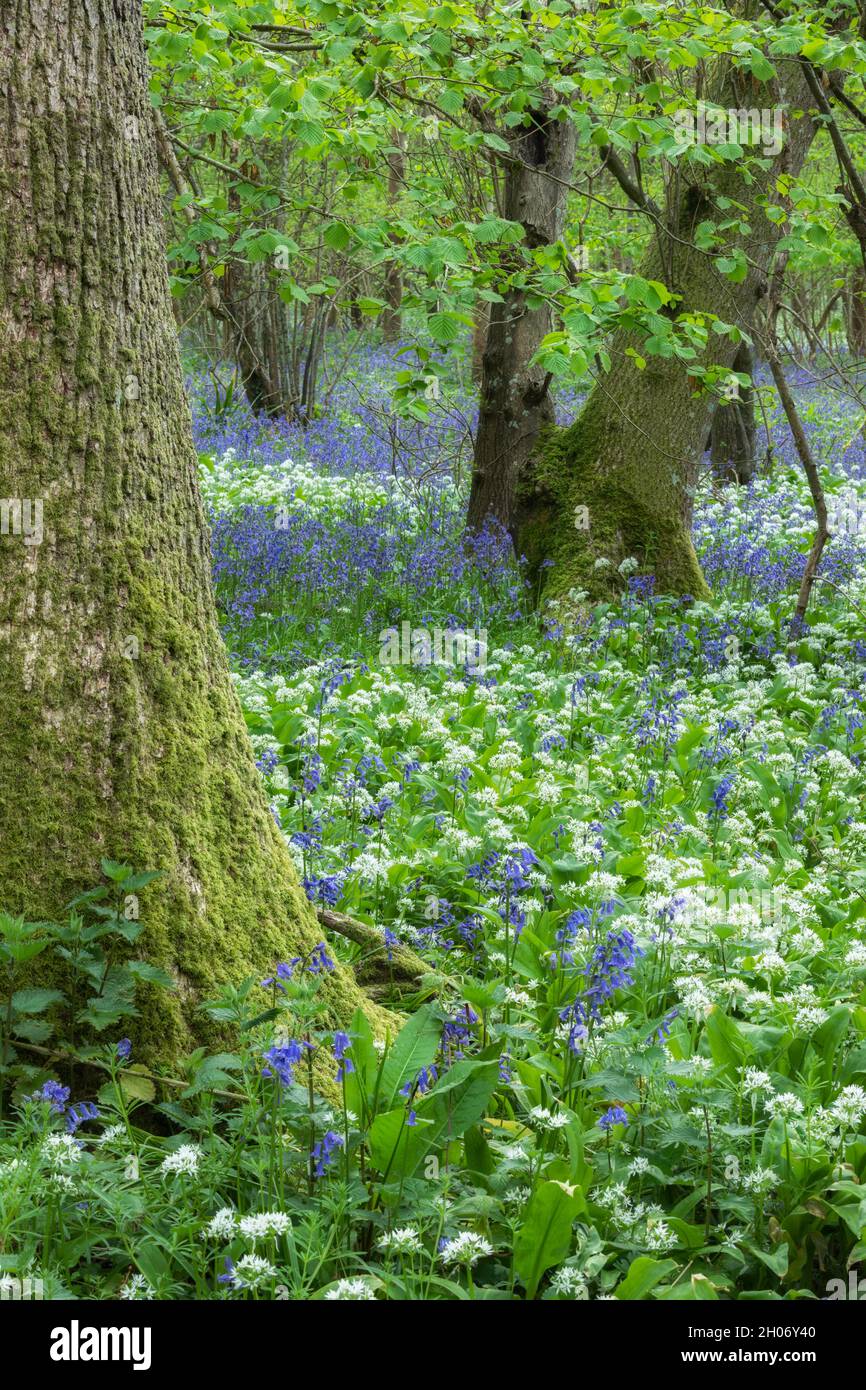 Broadleaved woodland in spring with Bluebells (Endymion non-scriptus ...