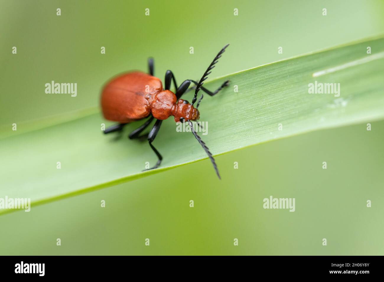 Red-headed Cardinal Beetle (Pyrochroa serraticornis), River Frome ...