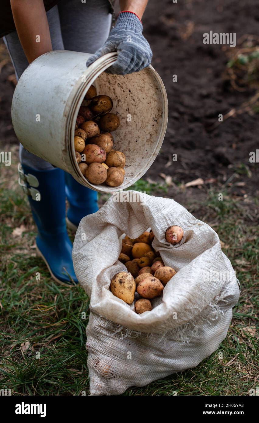 Potato storage bag hi-res stock photography and images - Alamy