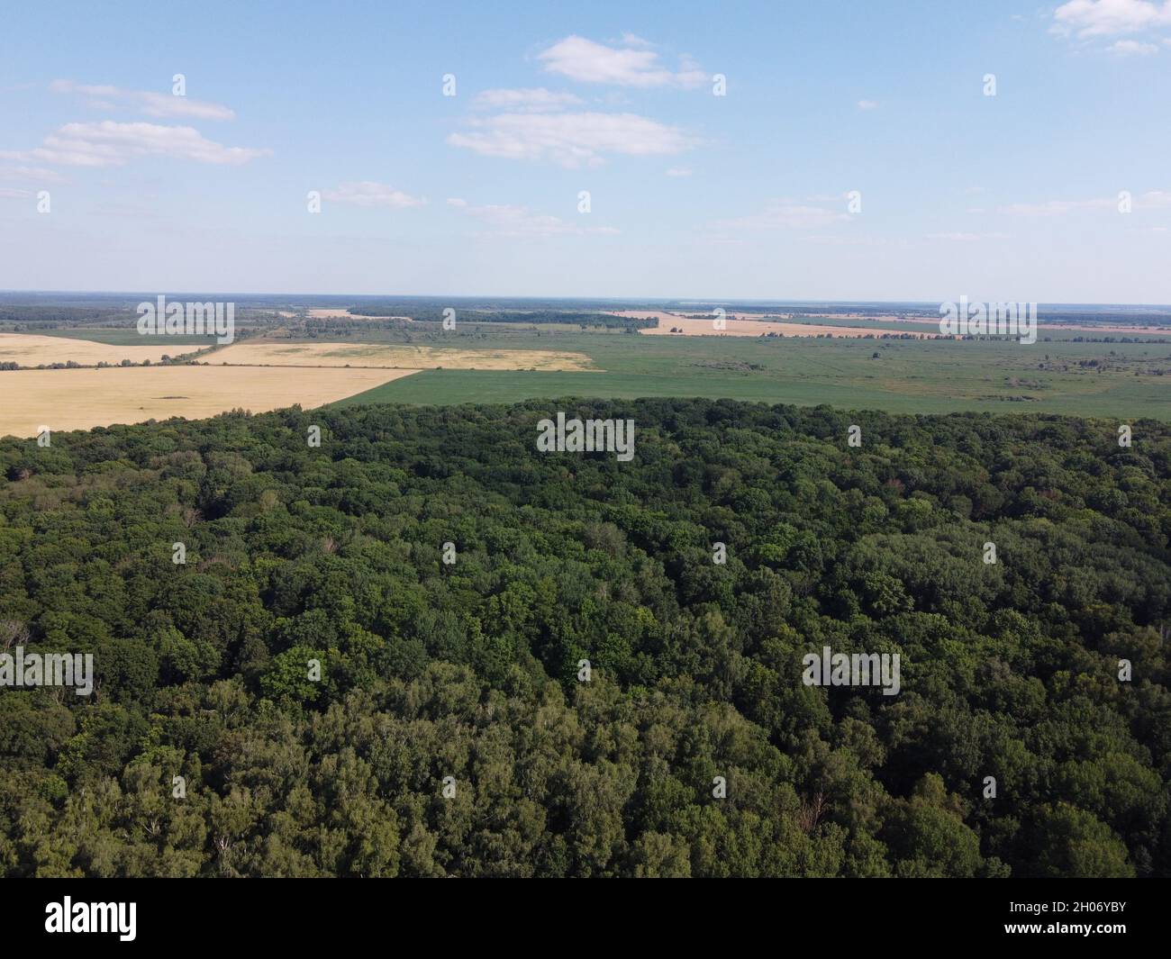 Dense green forest under blue sky, sunny summer weather. Scenery Stock ...