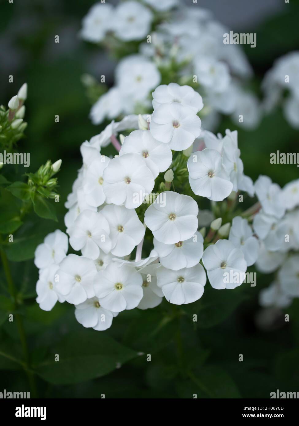 Inflorescence of white phlox flowers, close-up. Flowers with white ...