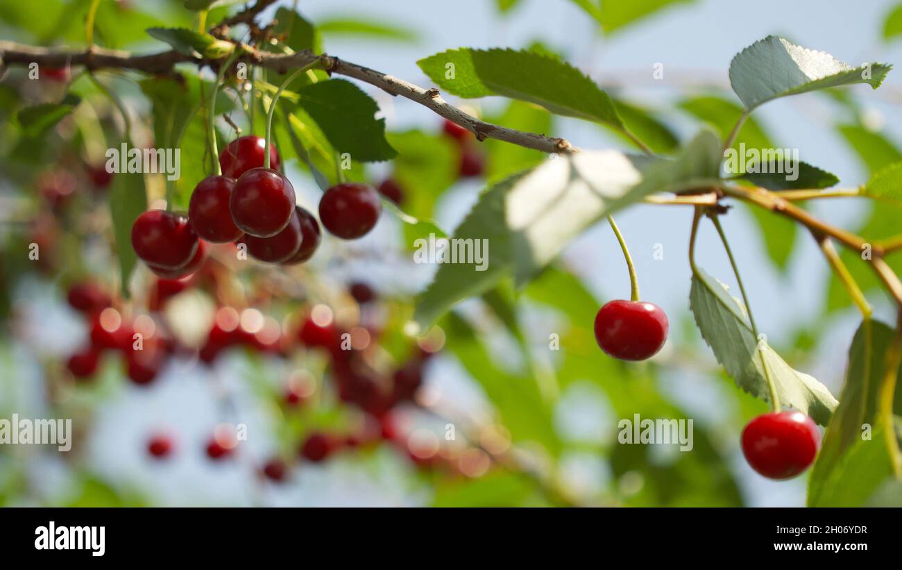 Red cherries on plant hi-res stock photography and images - Alamy