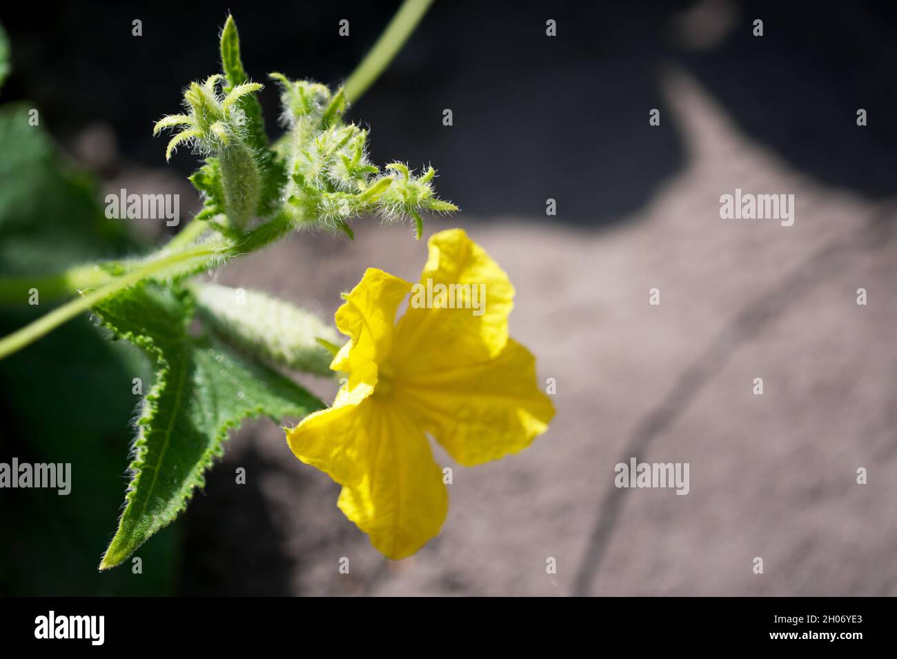 Cucumber flower hi-res stock photography and images - Alamy
