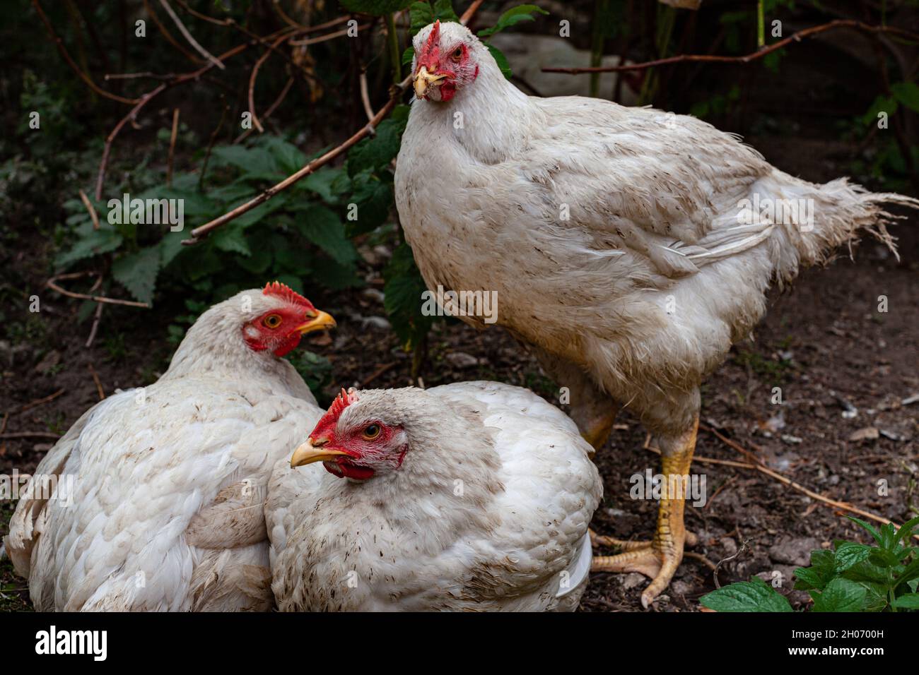 broiler chickens are white in one place. High quality photo Stock Photo ...