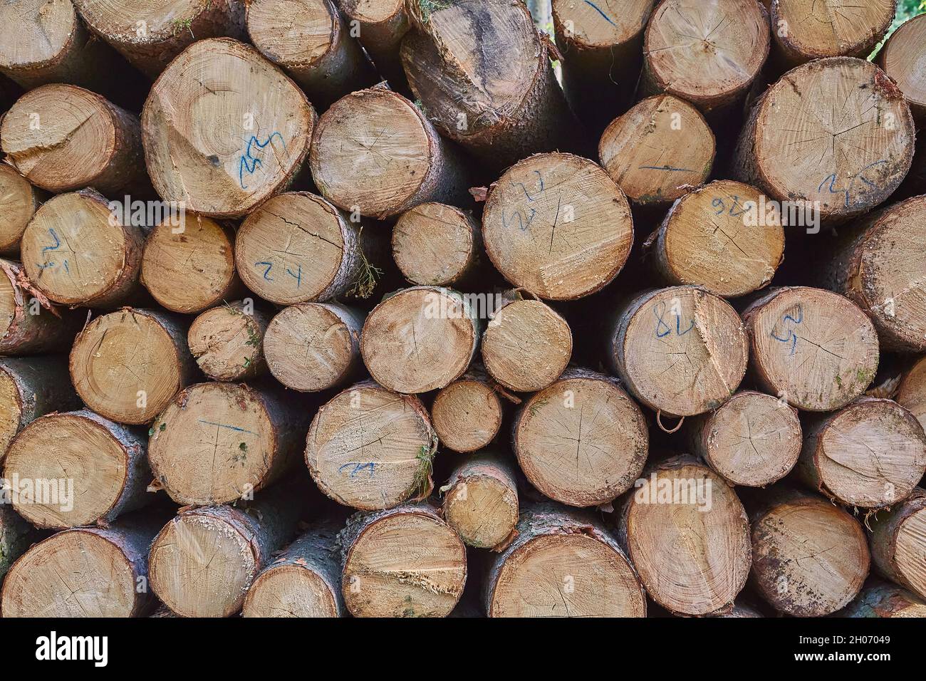 Log wood pile Stock Photo - Alamy
