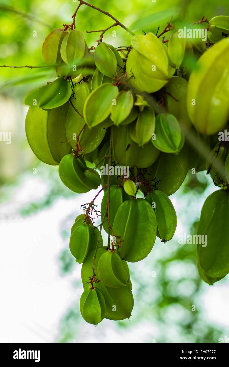 Star fruit tree flower hi-res stock photography and images - Alamy