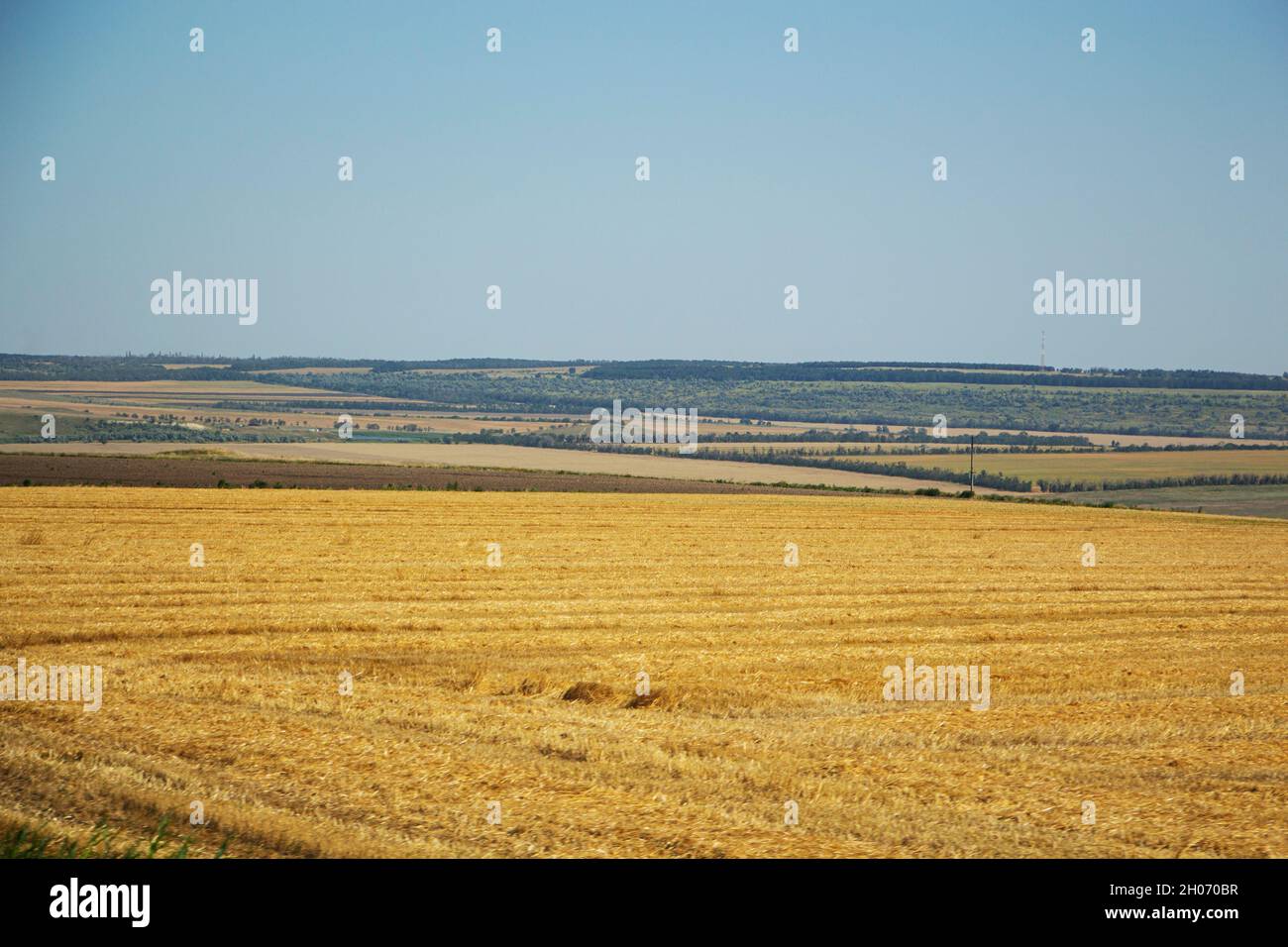 Big yellow field after harvesting. Mowed wheat fields under beautiful ...