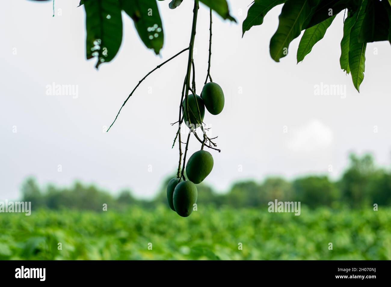Eating raw mangoes can help us in many ways. It is rich in vitamin A ...