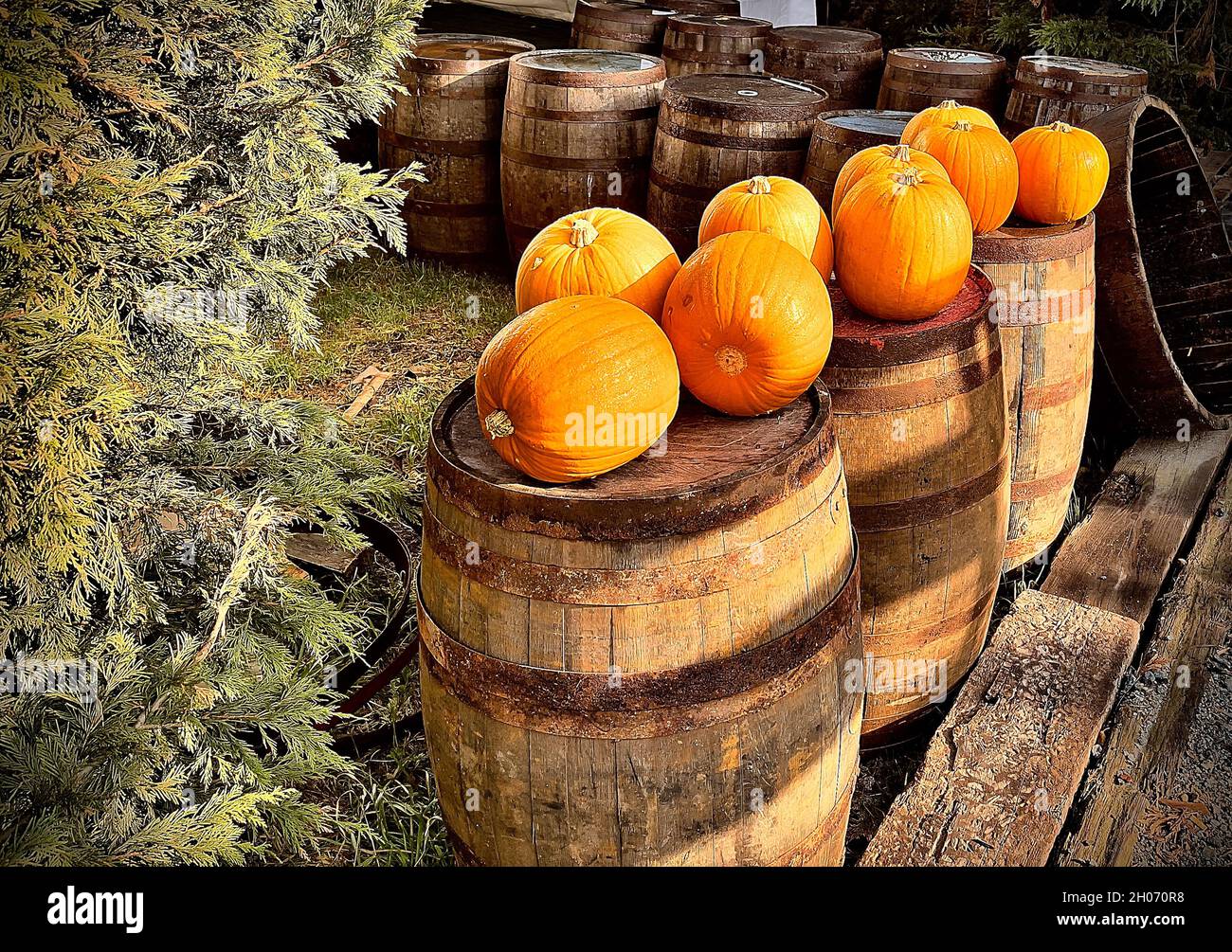 October pumpkins hi-res stock photography and images - Alamy