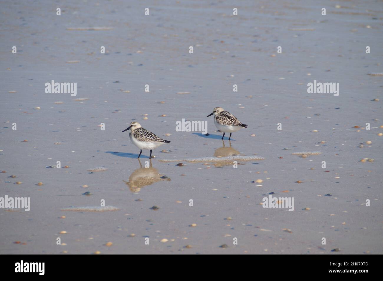 Two dunlins on the tideland of the German North Sea (Norderney Island ...