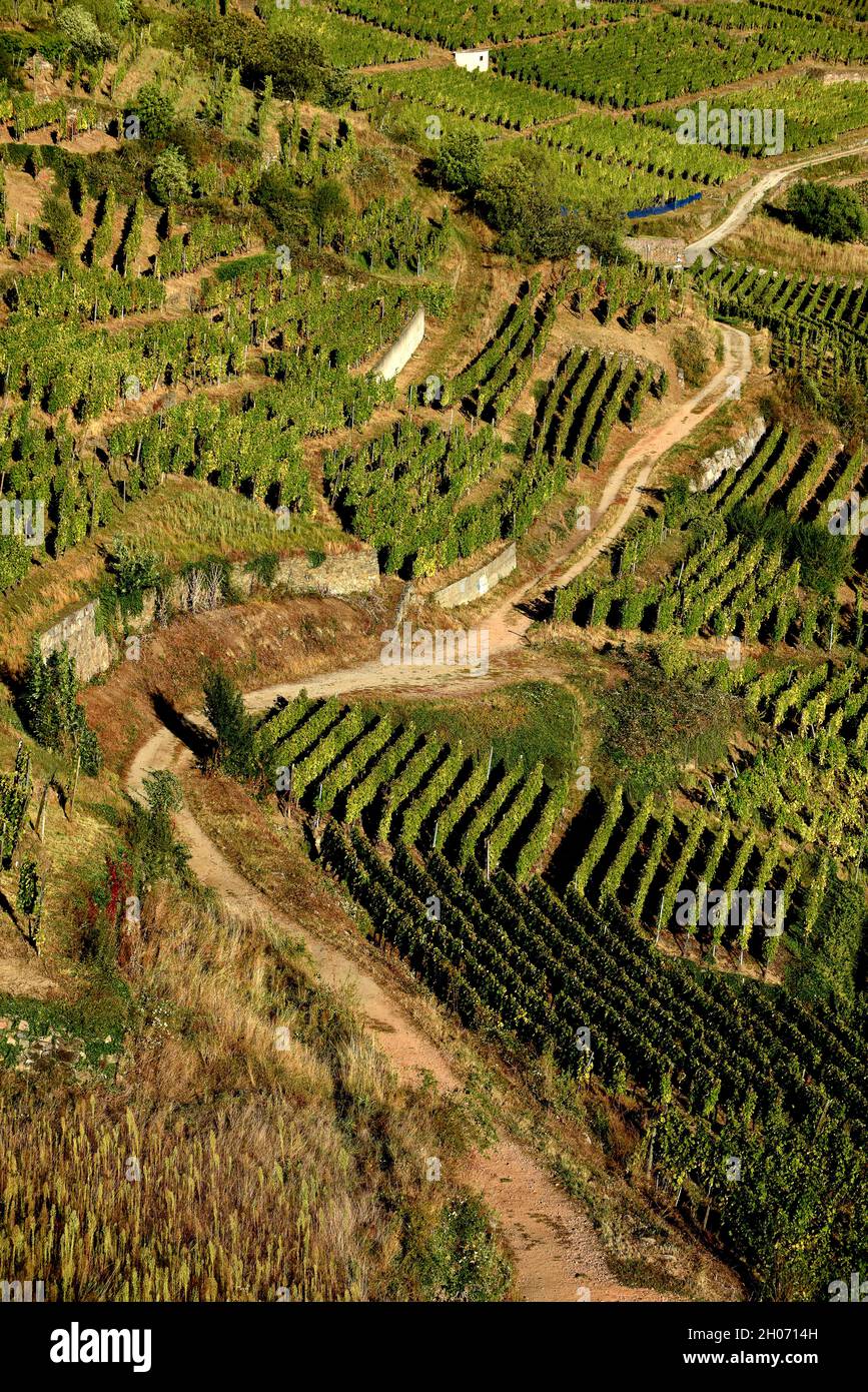 The Alsace landscape from Kaysersberg looking towards Sigolsheim Stock ...