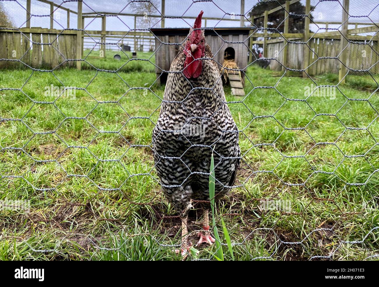 Native poultry breeds at risk hi-res stock photography and images - Alamy