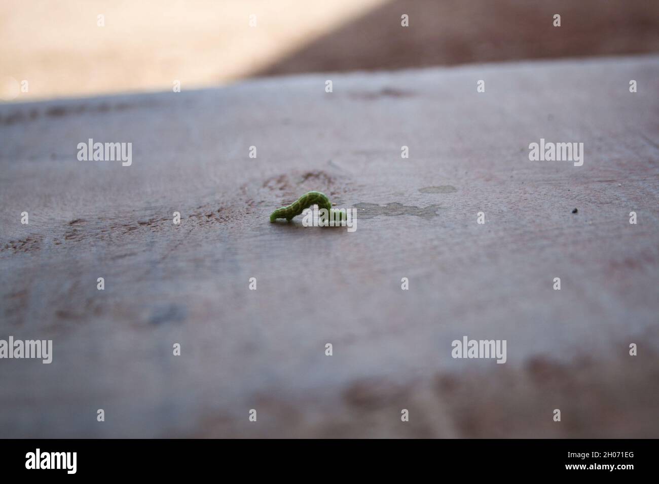Closeup of a green worm on a concrete surface Stock Photo - Alamy