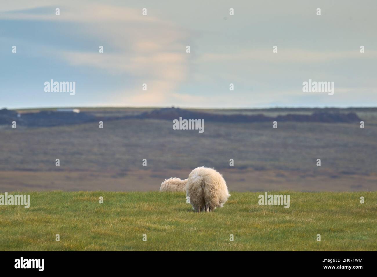 White sheep butt on icelandic meadow Stock Photo - Alamy