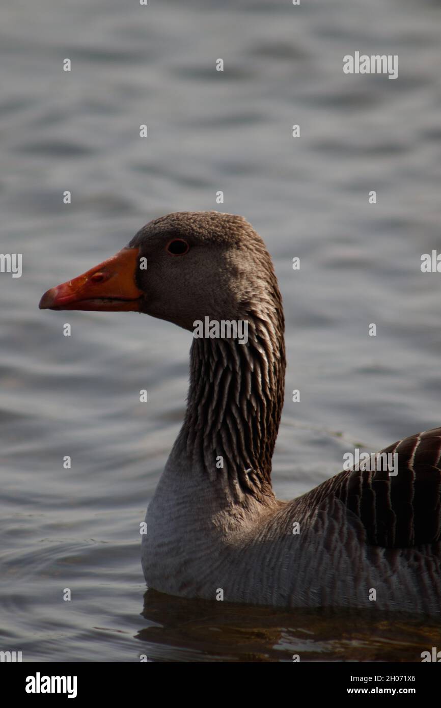 Portrait shot goose swimming hi-res stock photography and images - Alamy