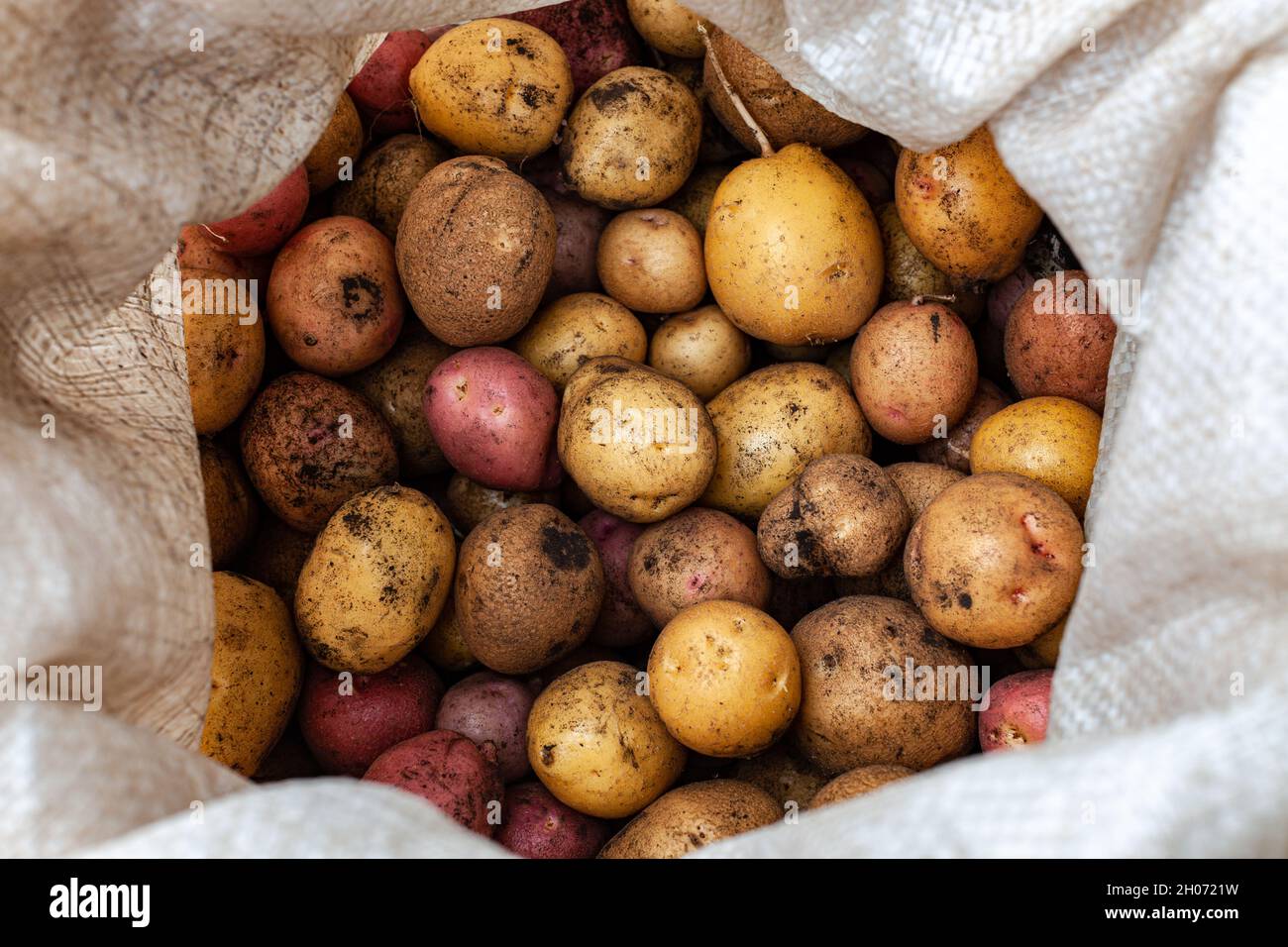 fresh unwashed potatoes are in a sack in the garden Stock Photo - Alamy