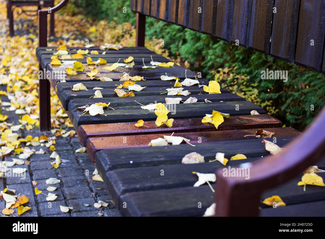 Yellow autumn leaves on a park bench close up Stock Photo - Alamy