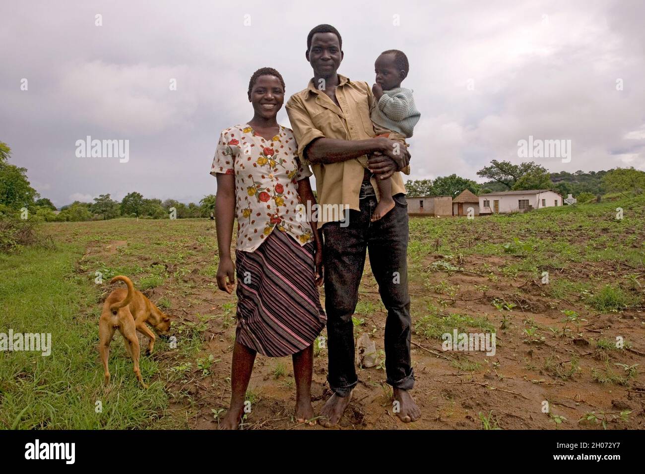 A young family on their maize field. Zimbabwe. December 10, 2007 Stock ...